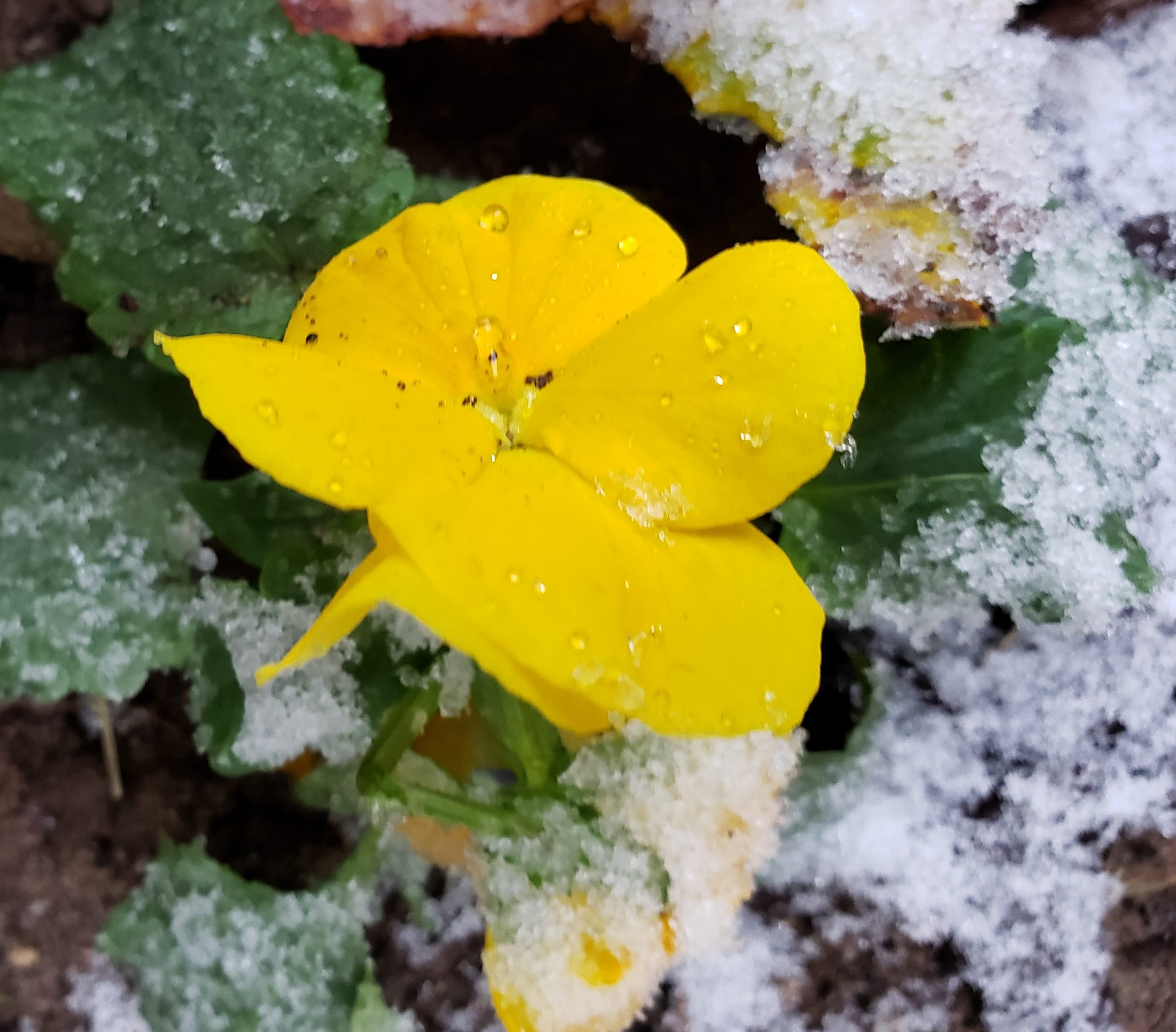 Thoughts of Spring – Reflections from an Open Window